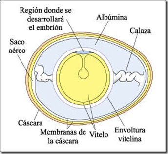 Etapas del Desarrollo Embrionario - Ciencia Explicada